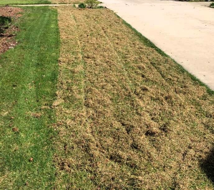 Lawn dethatching: What is it, is it worth my time, and when should it ...